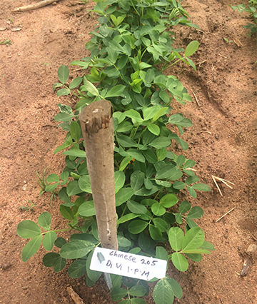 Assessment of breeding programs - Our Research | Innovation Lab for Peanut